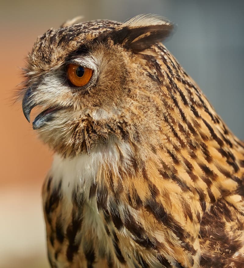 Majestic Eagle Owl Looking Left Stock Image - Image of standing ...