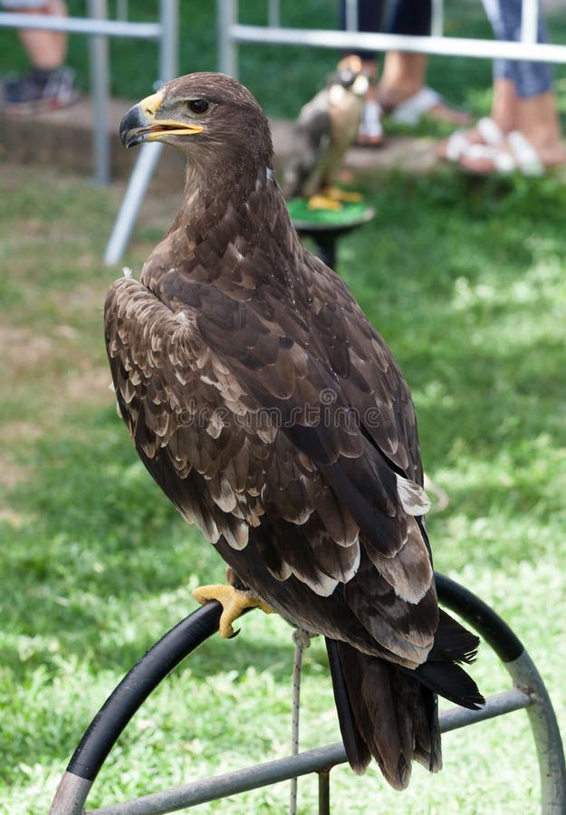Majestic Eagle Seen from Back Stock Photo - Image of portrait, feather ...
