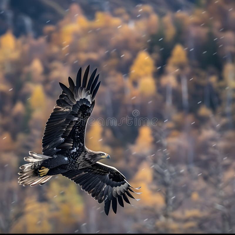 Majestic Eagle Soaring Over Autumn Forest during Snowfall Stock Photo ...