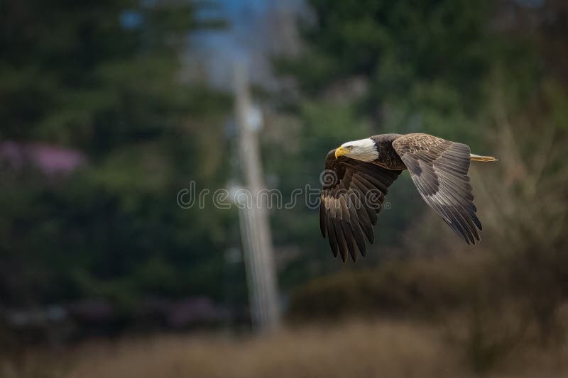 An Eagle Flying Over Some Brush and Trees in the Daytime Stock Photo ...