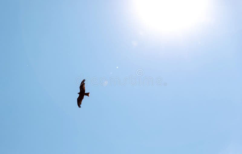 Majestic Eagle Soaring Under Bright Sun in Clear Blue Sky, Freedom and ...