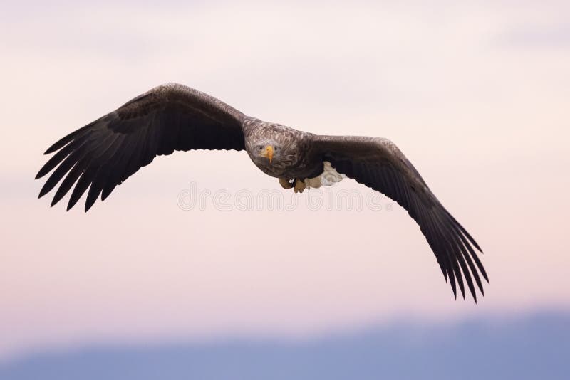Majestic Eagle Soaring with Wings Spread Wide. Stock Image - Image of aerial, prey: 343700077