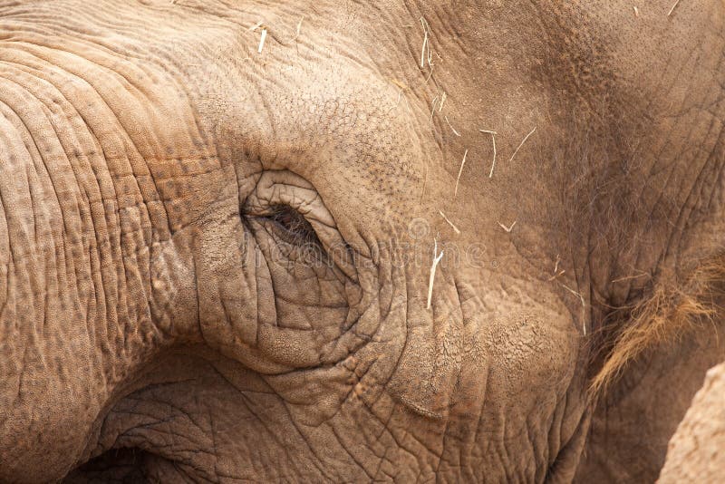 Majestic Elephant Eye Close-Up Stock Photo - Image of animal, ears ...