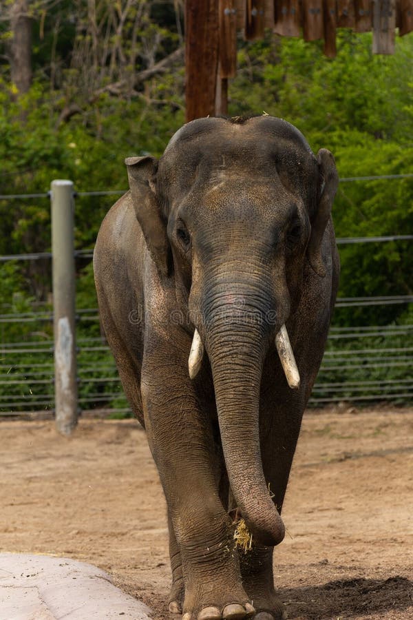 Majestic Elephant in Front of a Lush, Green Forest, Its Magnificent ...