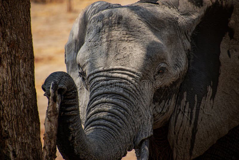 A Elephant Leaning on a Tree Trunk with Its Trunk Curled Forward Stock ...