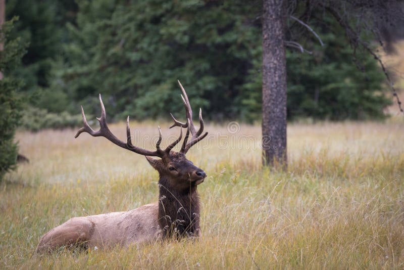 Majestic Elk (Cervus Canadensis) Sitting in the Grass Stock Image ...
