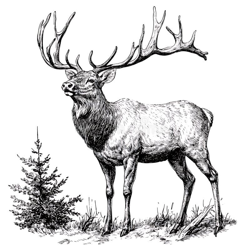 Majestic Elk with Large Antlers, Standing in a Field with a Small ...