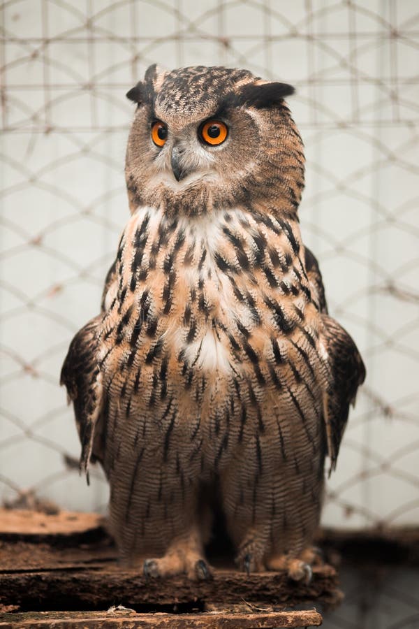 Majestic Fat Owl Filin with Huge Eyes Watching Stock Photo - Image of ...