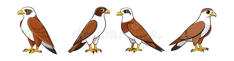 Majestic Ferruginous Hawk Artwork Stock Vector - Illustration of flying ...
