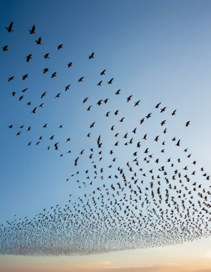 Flock of Birds Forming Shapes at Dusk Stock Illustration - Illustration ...