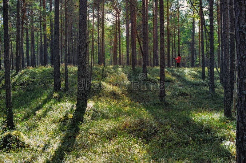 Majestic Forest stock photo. Image of conifer, environmant - 22516262
