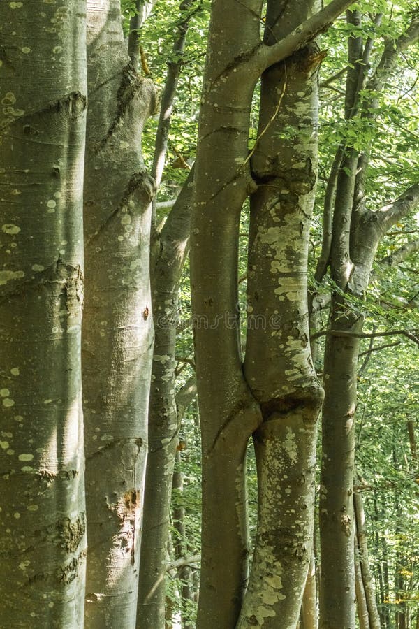 Majestic Forest Tapestry: Intertwined Tree Trunks in Dappled Sunlight ...