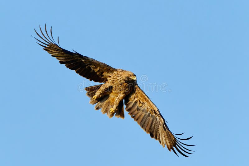 Majestic Golden Eagle Flying in a Blue Sky during Sunrise Stock Image ...