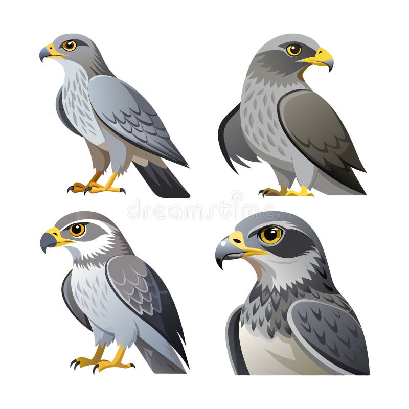 Majestic Gray Hawk Bird Artwork Stock Vector - Illustration of hawk ...