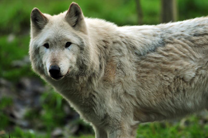 2,790 Fierce Gray Wolf Stock Photos - Free & Royalty-Free Stock Photos ...