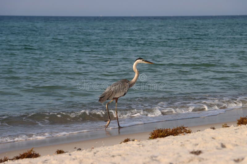 Majestic Great Blue Heron Strolling on the Sandy Beach of Perdido Key ...