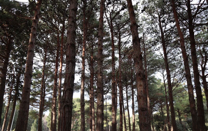 Majestic Green Pine Tree Forest. Healthy Green Trees in a Forest Stock ...