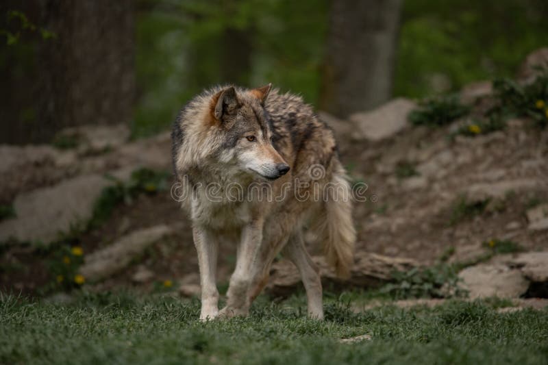 Majestic Grey Wolf Standing in a Green Meadow in a Forest. Stock Image - Image of peaceful, grey ...