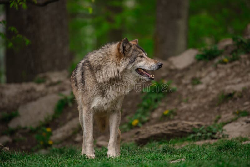 Majestic Grey Wolf Standing in a Green Meadow in a Forest. Stock Image ...
