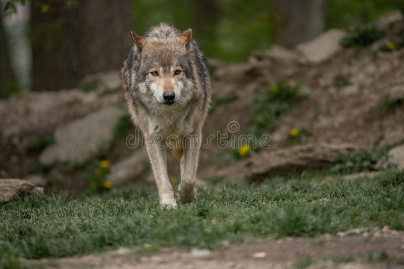 Majestic Grey Wolf Walking Across a Grassy Meadow Surrounded by Trees ...