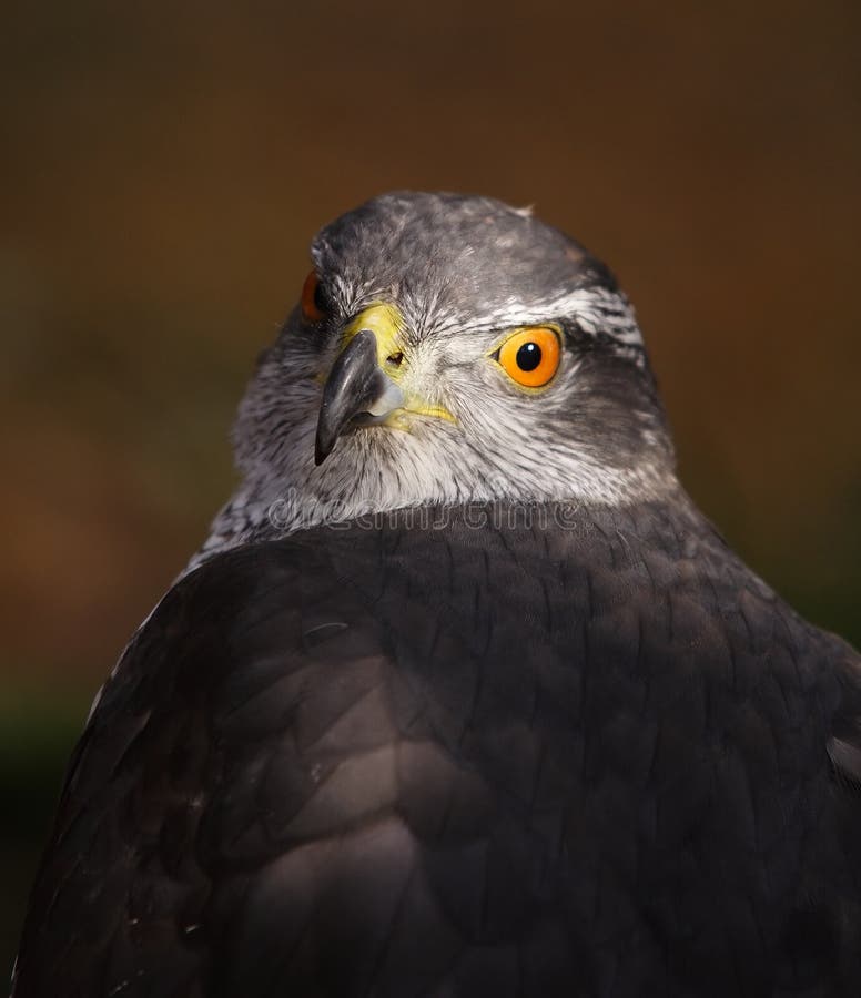 Majestic hawk stock photo. Image of feather, mighty, carnivorous - 13398306