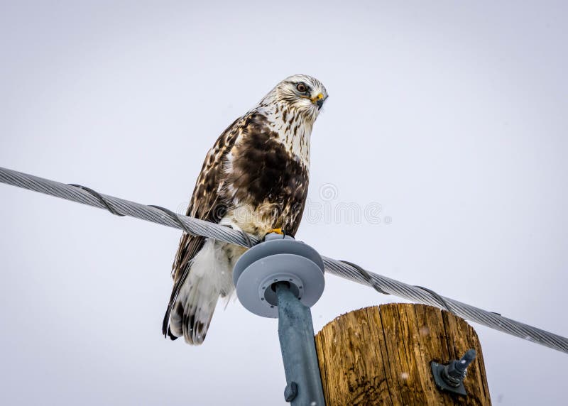 Majestic Hawk Perched on a Power Line Stock Photo - Image of silhouette ...