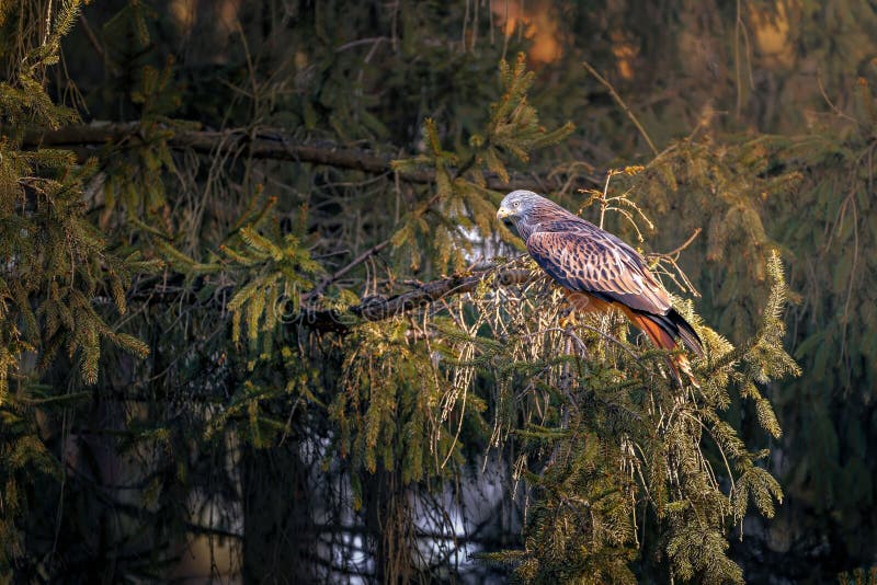 Majestic Hawk Perched in Forest Sunlight. Stock Image - Image of eyes ...