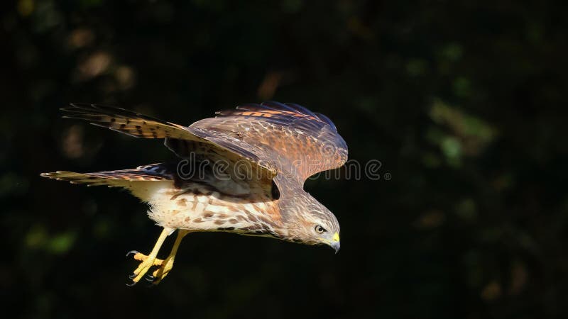 Majestic Hawk Soaring through the Sky Above a Tranquil Forest Landscape ...