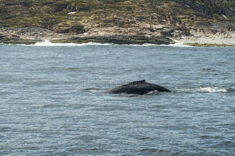 Majestic Humpback Whale Tail Emerging from Ocean Waters. Stock Image ...