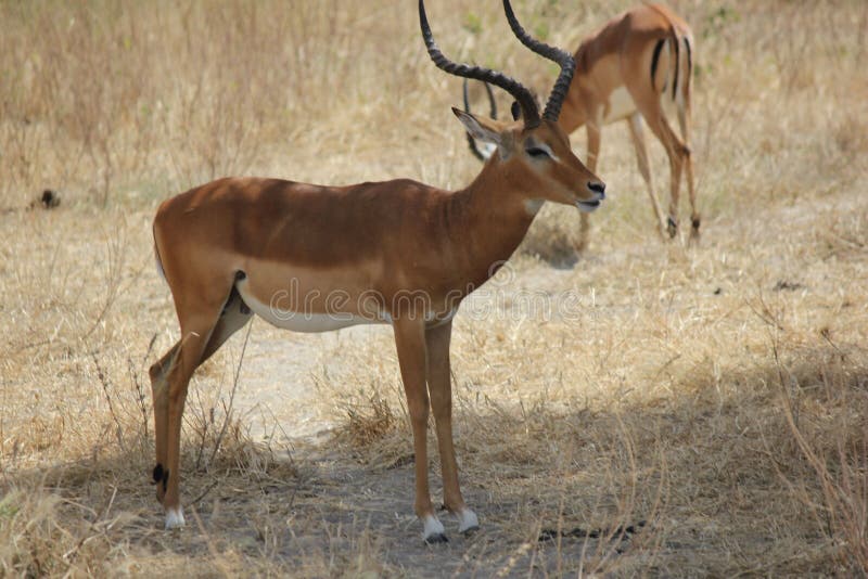 Majestic Impala Standing in the Field Under the Shadow of a Tree Stock ...