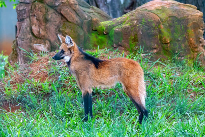 Majestic and Imposing Maned Wolf (Chrysocyon Brachyurus) in Natural ...