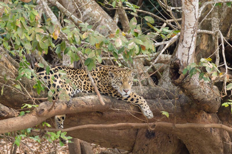 Jaguar Resting on a Tree Branch in Its Habitat. Stock Photo - Image of ...