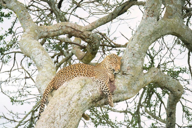 Majestic Leopard Sleeping on a Branch of a Tree Stock Image - Image of ...