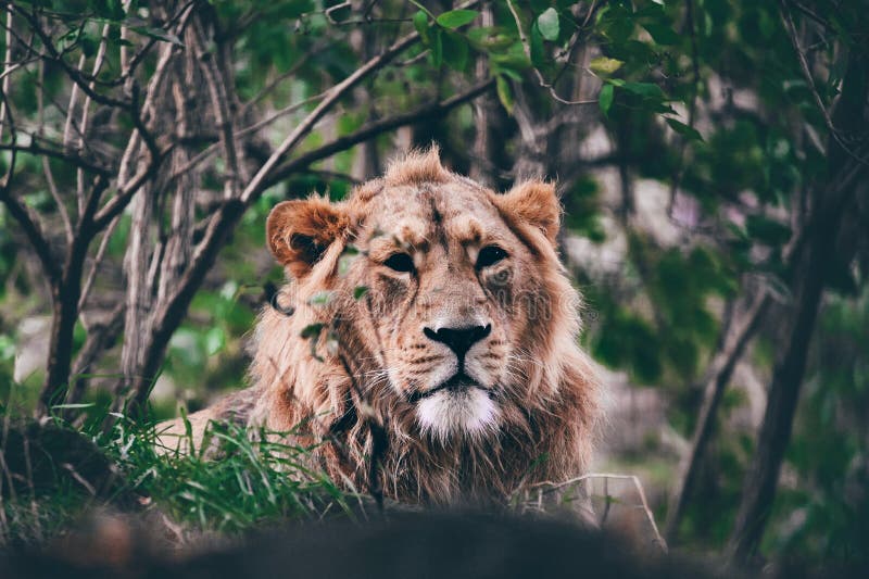 Majestic Lion Resting among the Trees in Woods Stock Photo - Image of ...