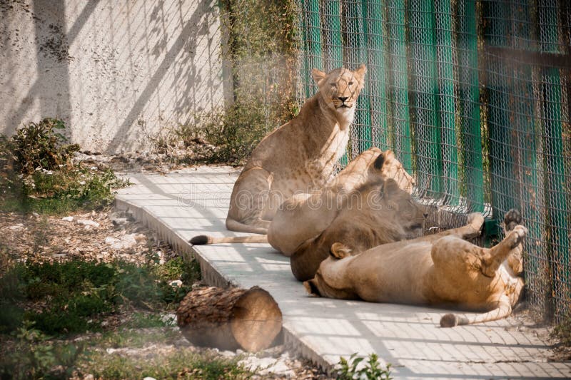 Majestic Lions Relaxing in Sunlit Zoo Enclosure Stock Photo - Image of ...