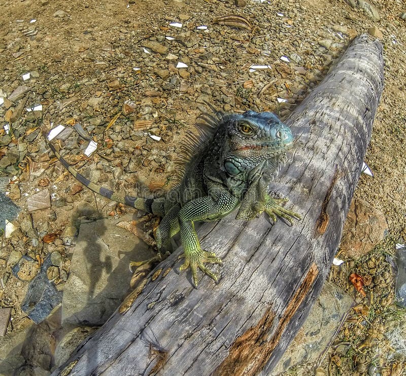 Majestic lizard stock image. Image of lizard, nature - 69630669