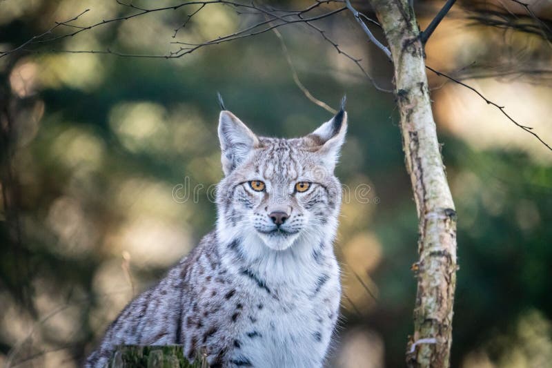 Majestic Lynx Near a Tree Looking at the Camera Stock Image - Image of ...