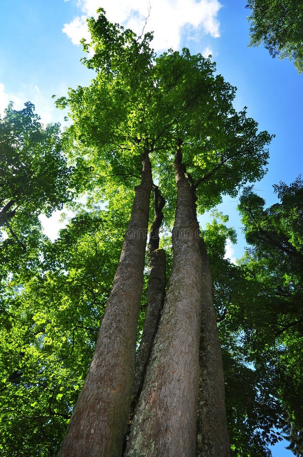 Majestic Maple Tree Trunk and Branches Virginia Stock Photo - Image of ...
