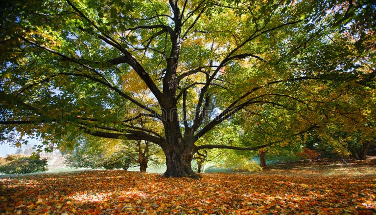 Majestic Maple Tree Trunk and Branches Virginia Stock Photo - Image of ...