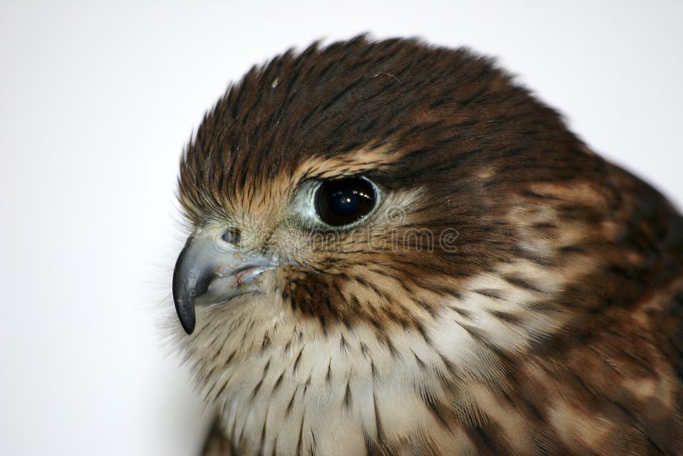 Majestic Merlin stock image. Image of beak, falconry, merlin - 6058943