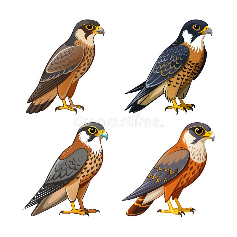 Majestic Merlin Bird Artwork Stock Vector - Illustration of clip ...