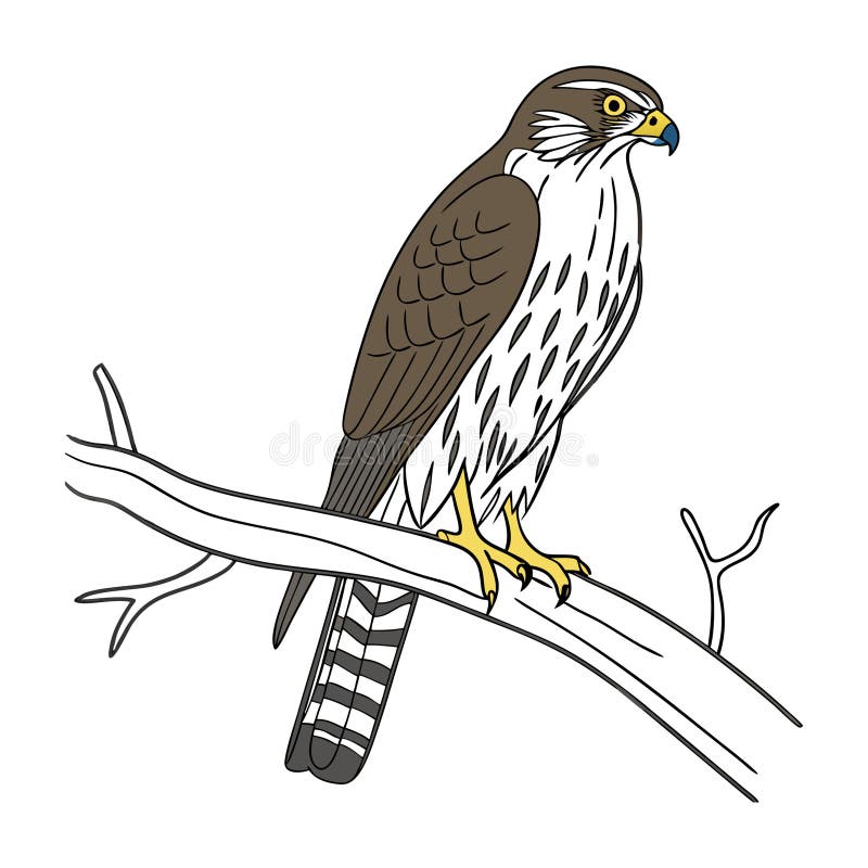 Majestic Merlin Bird Artwork Stock Image - Illustration of vector ...