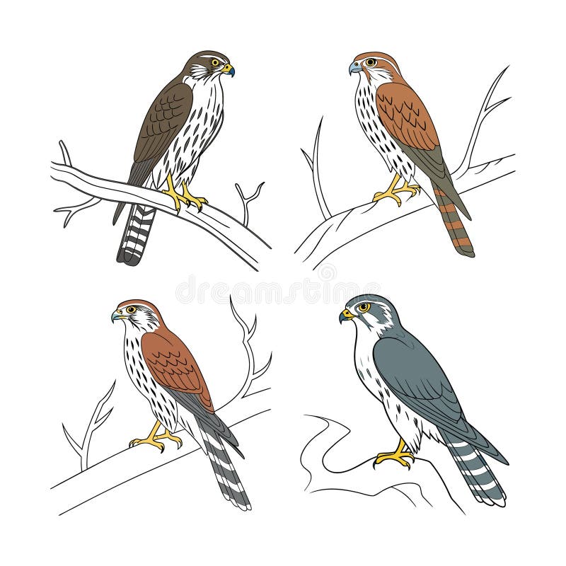 Majestic Merlin Bird Artwork Stock Vector - Illustration of collection ...