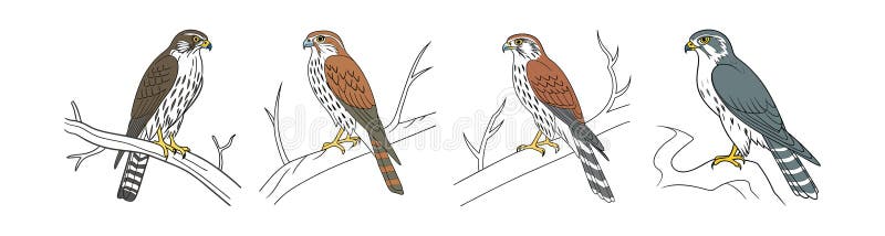 Majestic Merlin Bird Artwork Stock Vector - Illustration of collection ...