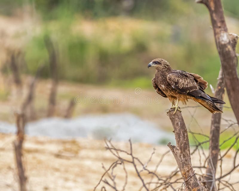 Majestic Merlin Bird is Perched Atop a Tall Tree in a Sprawling Grassy ...