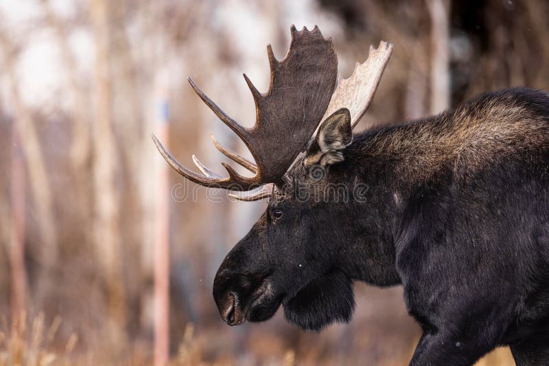 Majestic Moose with Impressive Antlers is Walking through a Lush Forest ...