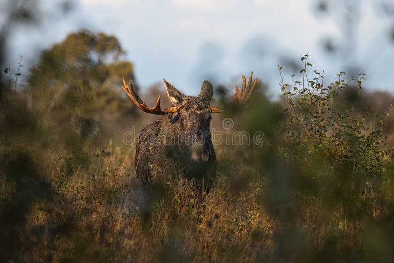 Majestic Moose Stands in a Lush Grassy Field Stock Photo - Image of ...