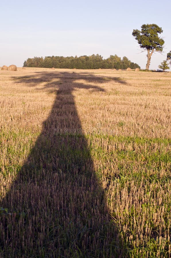 Majestic Oak Shadow Harvested Field Evening Stock Photos - Free ...