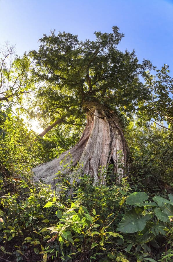 Majestic Old Big Tree Daytime Stock Photos - Free & Royalty-Free Stock ...