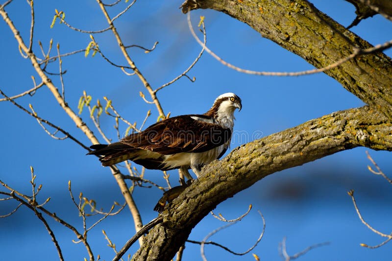 Majestic Osprey Pandion Haliaetus Perched Atop A Tree Branch Surveying Its Surroundings Stock